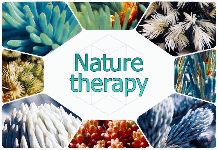 PHYTONCIDES AND NEGATIVELY CHARGED IONS - THE SECRET OF THE CARPATHIAN ...